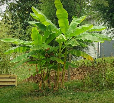 How to winterize Hardy Banana (Musa Basjoo) outdoors in hardiness zone ...