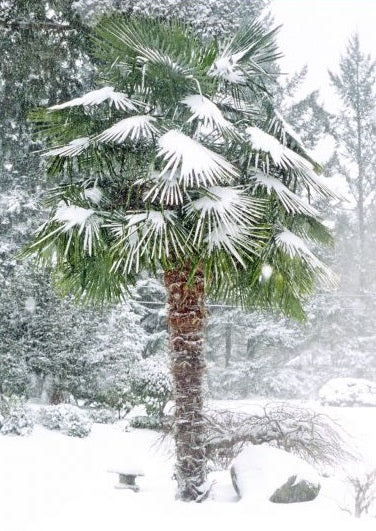 Cold Hardy Palm Trees – ExoticPlants.ca