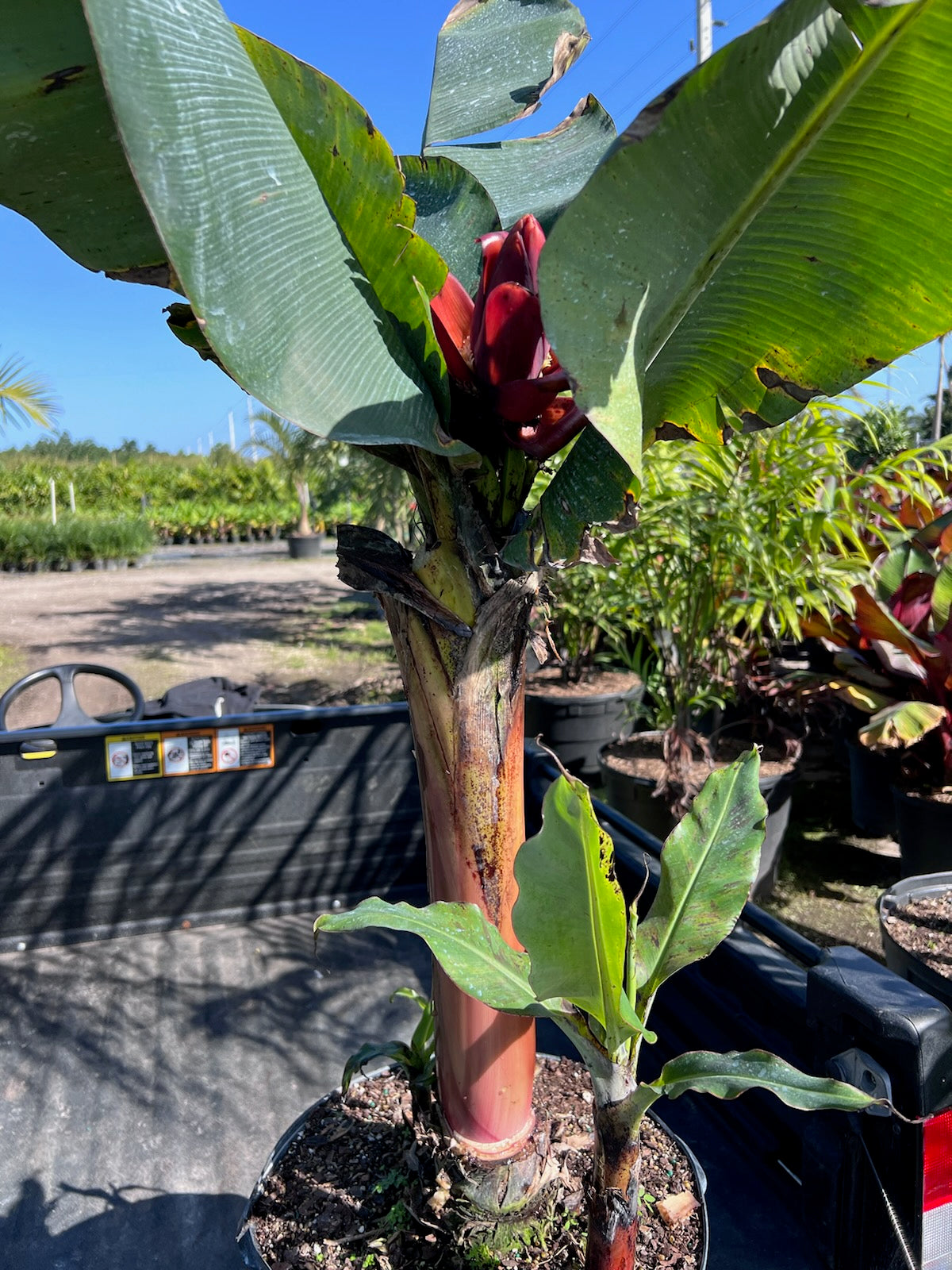 Dwarf Banana Tree Dwarf Banana Tree Seeds For Lush, Exotic Gardening