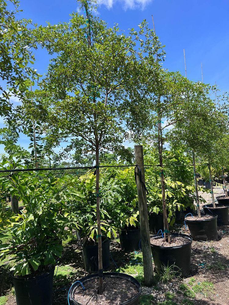 Shady Lady Black Olive Tree (Bucida Buceras) - Imported – ExoticPlants.ca