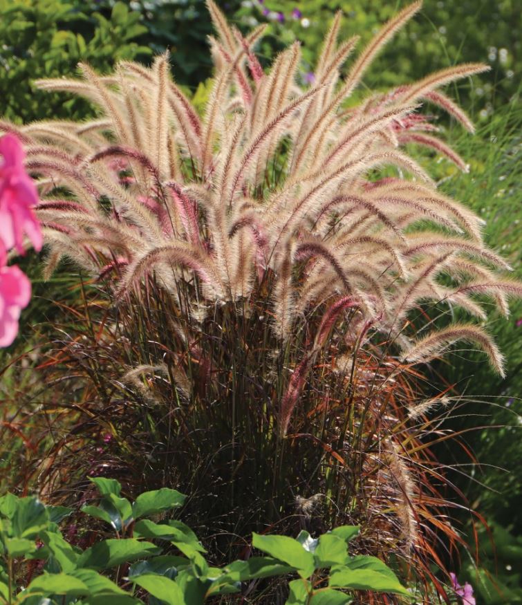 Purple Fountain Grass (Pennisetum Setaceum 'Rubrum') - Imported ...