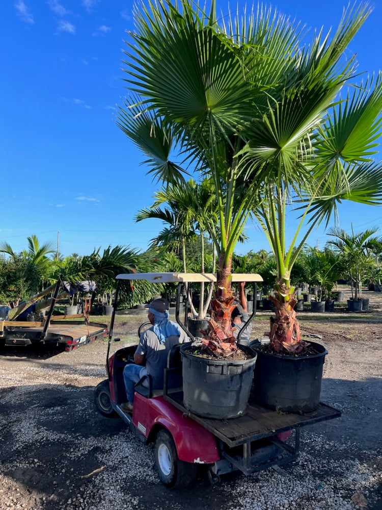 Cold Hardy Palm Trees – ExoticPlants.ca
