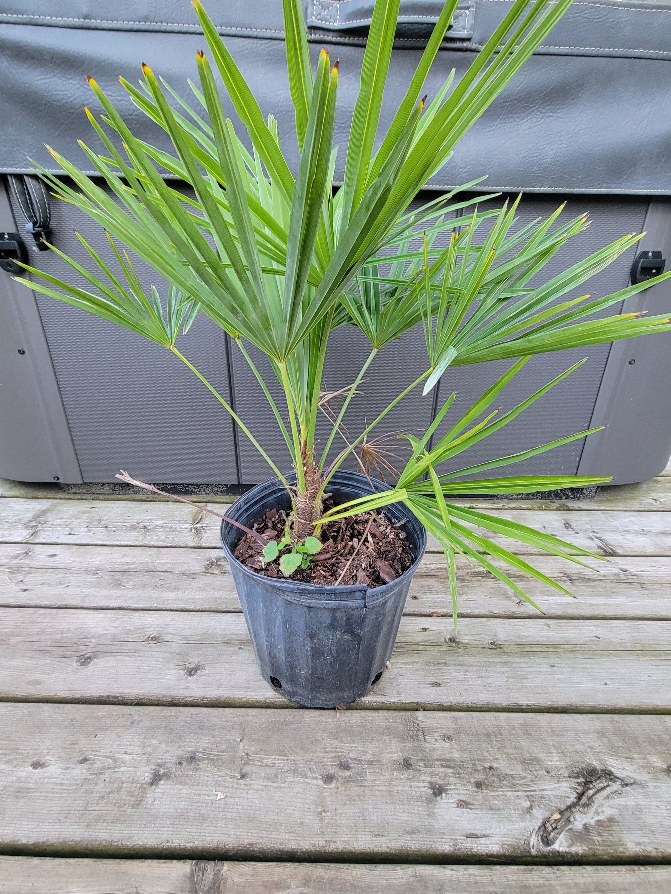 Cold Hardy Palm Trees – ExoticPlants.ca