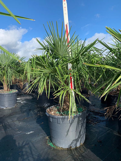 ExoticPlants.ca - Canada's Source for Palm Trees & Tropical Plants