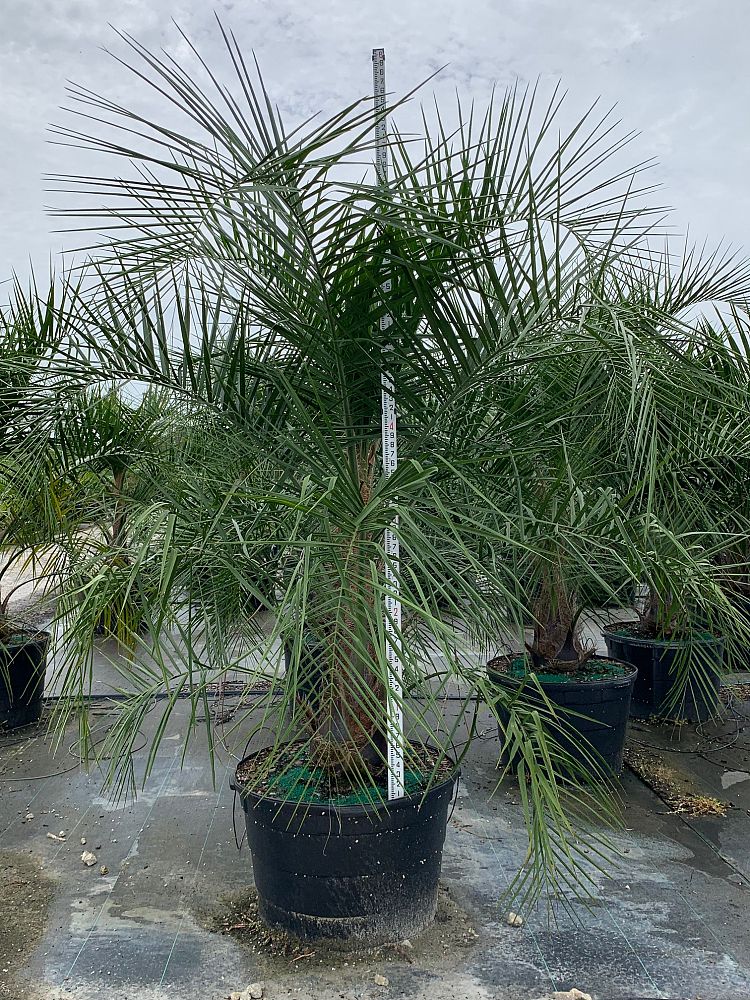 Mule Palm (Butiagrus Nabonnandii X) - Imported – ExoticPlants.ca