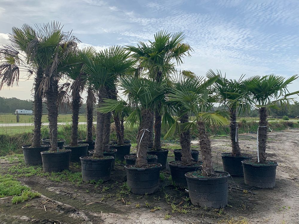 Cold Hardy Palm Trees – ExoticPlants.ca