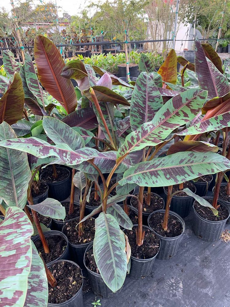 Blood Banana (Musa Acuminata Zebrina) - Imported – ExoticPlants.ca