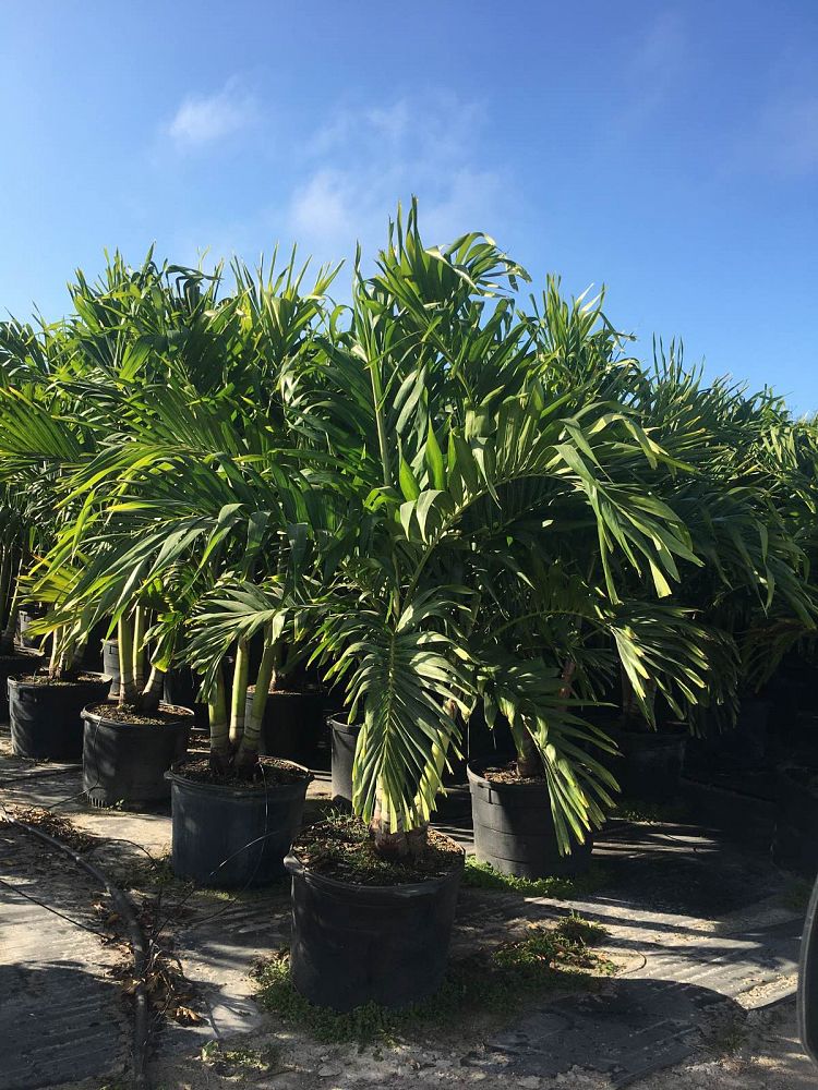 Veitchia Merrillii (Christmas Palm) - Imported – ExoticPlants.ca