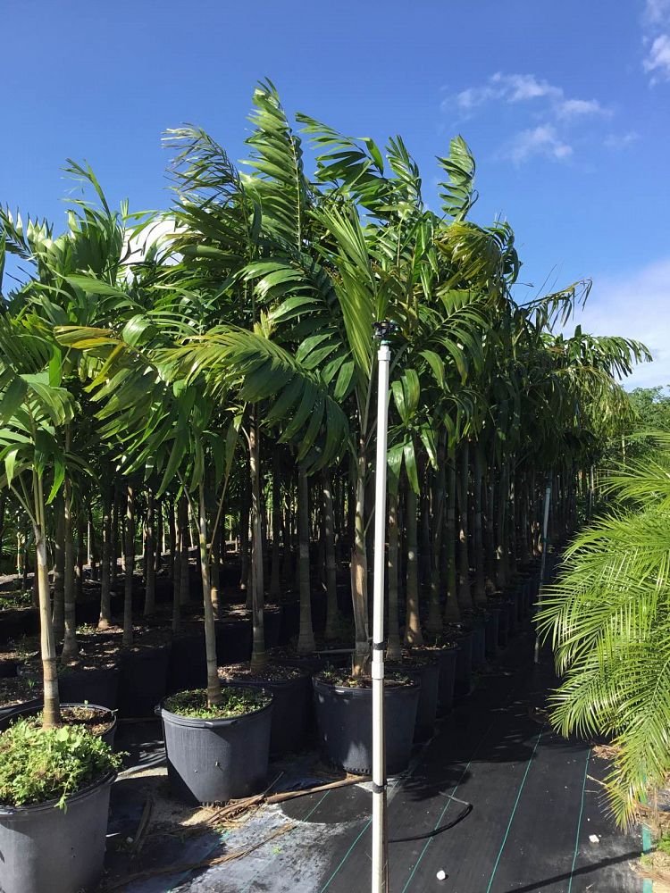 Veitchia Arecina (Montgomery Palm) - Imported – ExoticPlants.ca