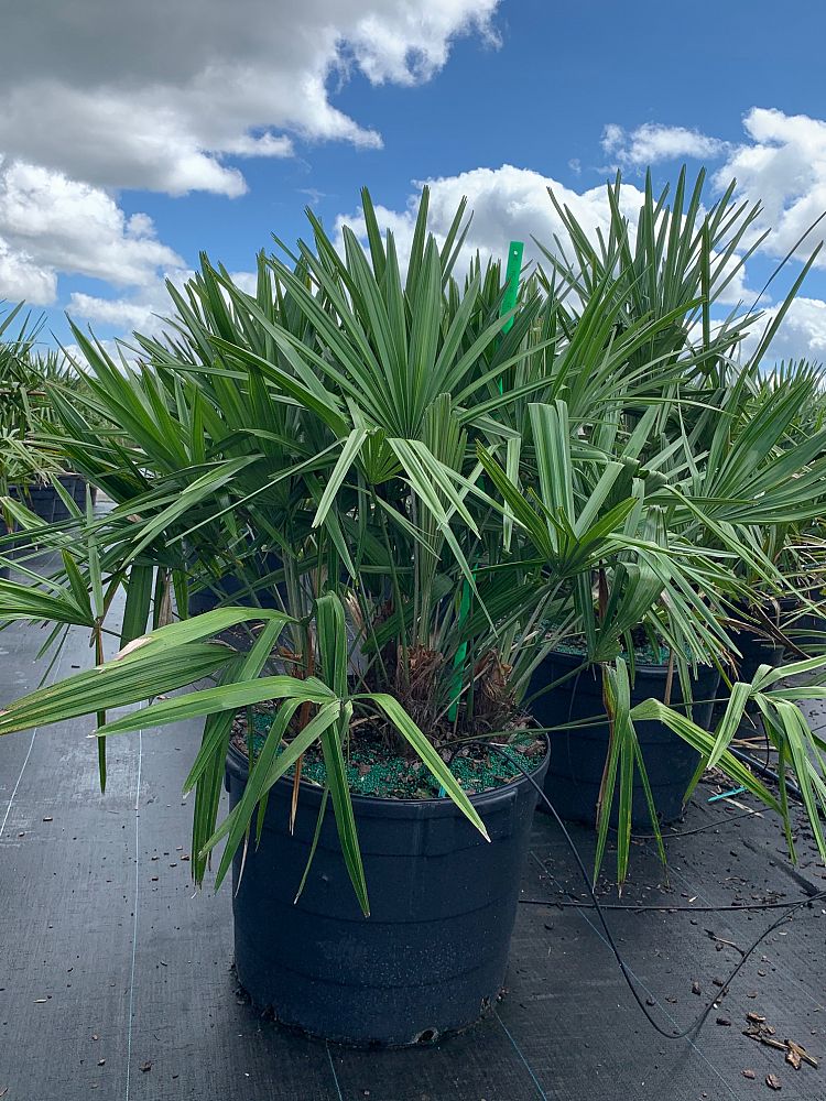 Cold Hardy Palm Trees – ExoticPlants.ca