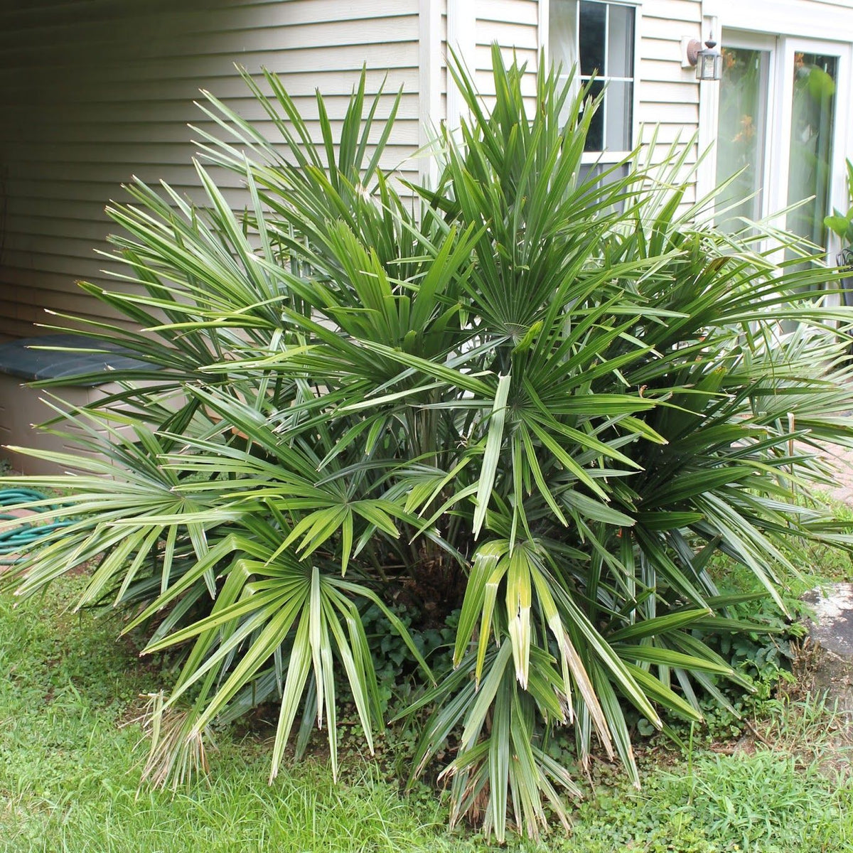 Needle Palm (Rhapidophyllum Hystrix) - Imported – ExoticPlants.ca