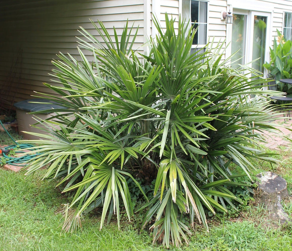 Cold Hardy Palm Trees – ExoticPlants.ca