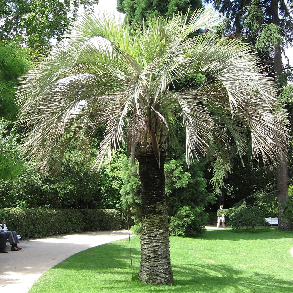 Cold Hardy Palm Trees – ExoticPlants.ca