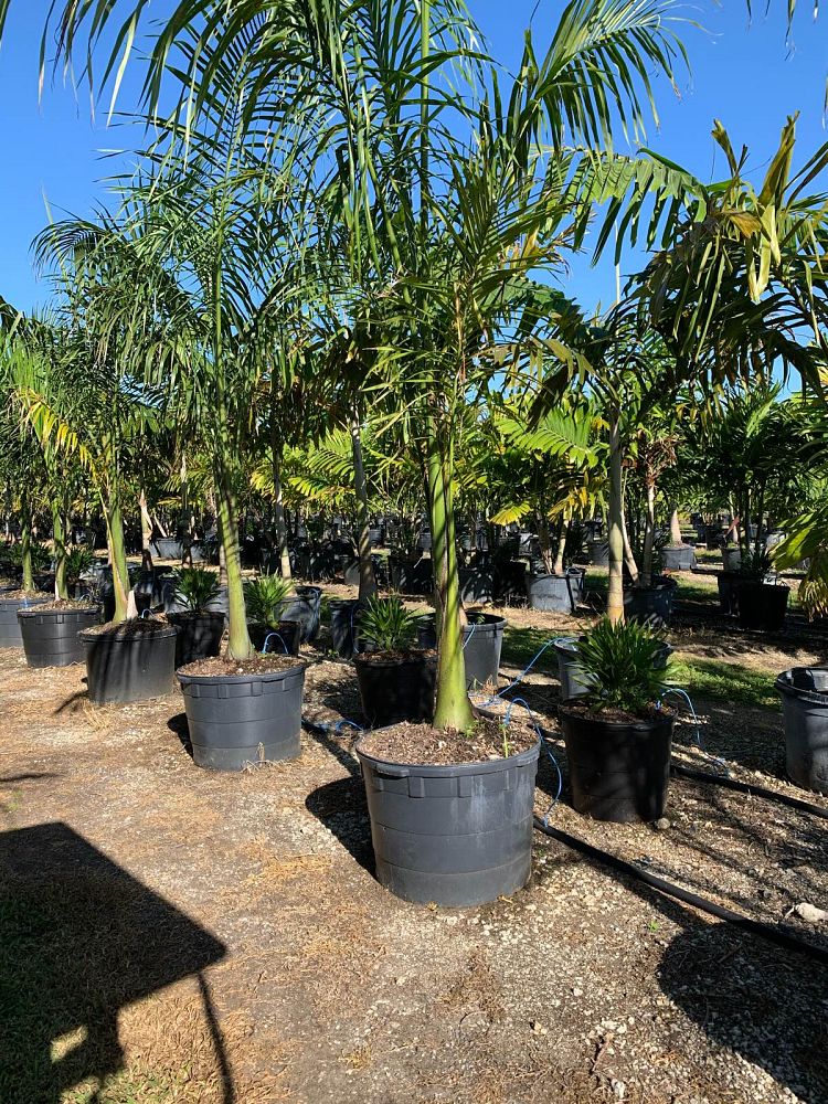 Roystonea Regia (Florida Royal Palm) - Imported – ExoticPlants.ca