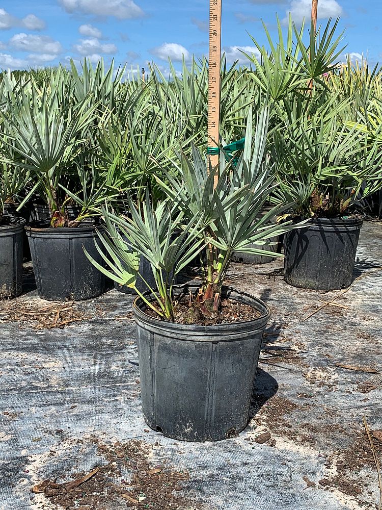 Silver Saw Palmetto (Serenoa Repens "Cinerea") - Imported – ExoticPlants.ca