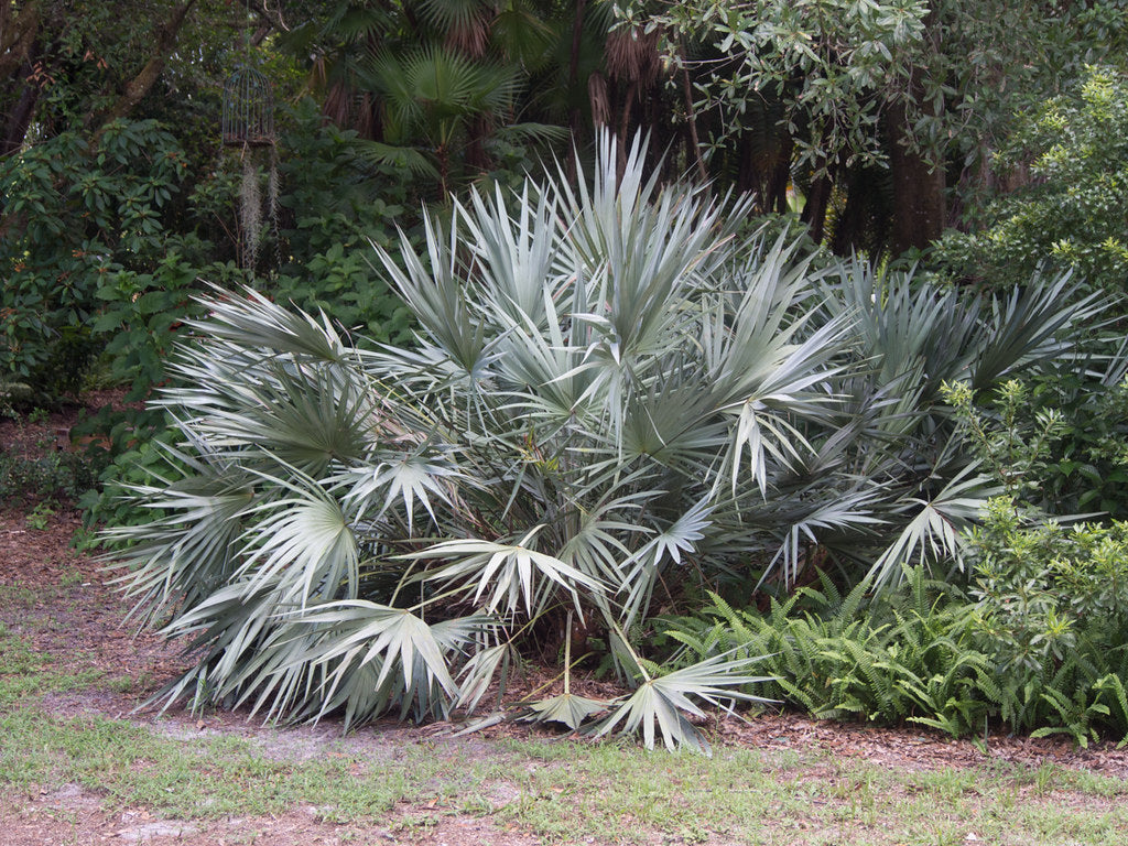 Silver Saw Palmetto (Serenoa Repens 'Cinerea') - Imported – ExoticPlants.ca