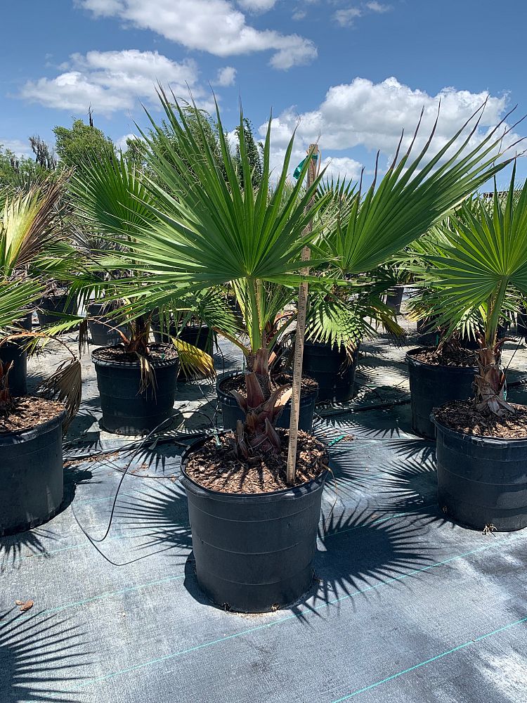 Cold Hardy Palm Trees – ExoticPlants.ca